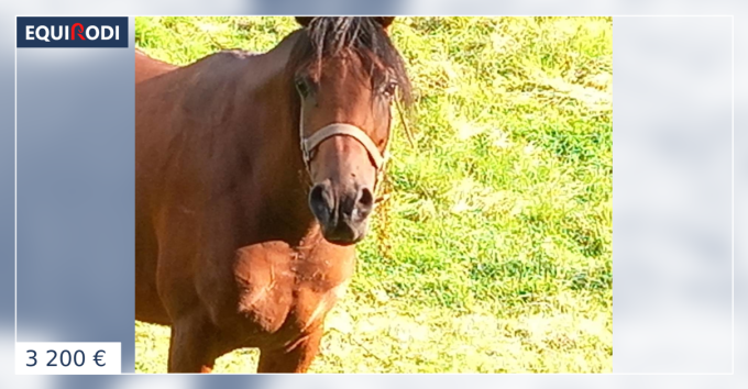 Jument Arabe de couleur Bai (973755) | Acheter ce cheval | Equirodi ...