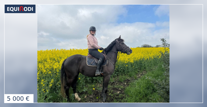 Jument 4 ans (975456) | Acheter ce cheval | Equirodi Belgique