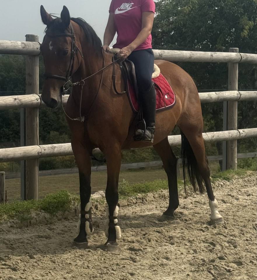 Jument de sport (965794) | Acheter ce cheval | Equirodi Belgique