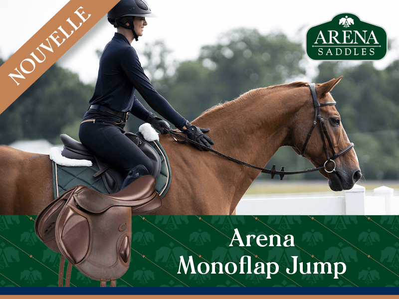 Vente de Chevaux Belgique, Chevaux à Vendre, Annonces Cheval Poney ...